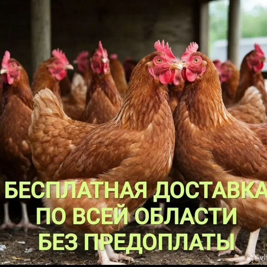 Куры несушки к дому в Калуге