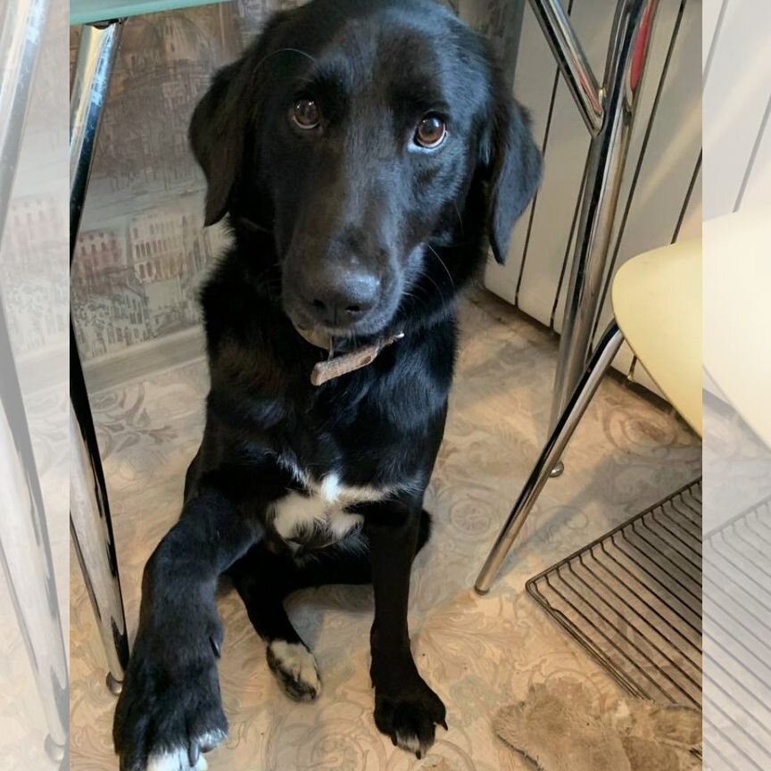 Взрослый пёс в добрые руки