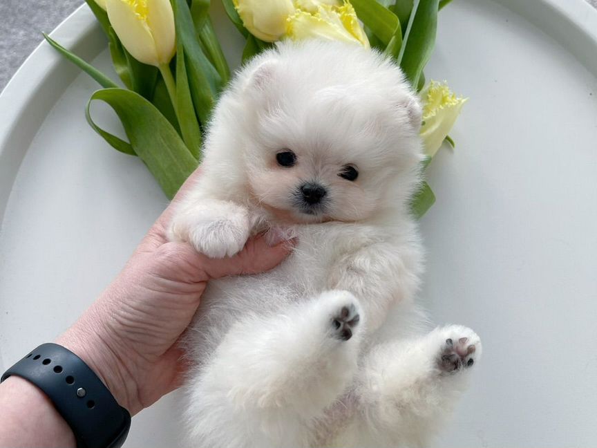 Шпиц мишка померанский