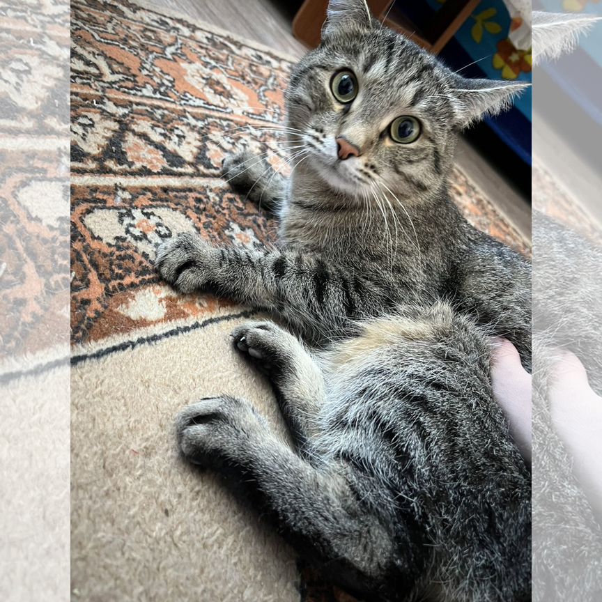 Взрослый кот в добрые руки