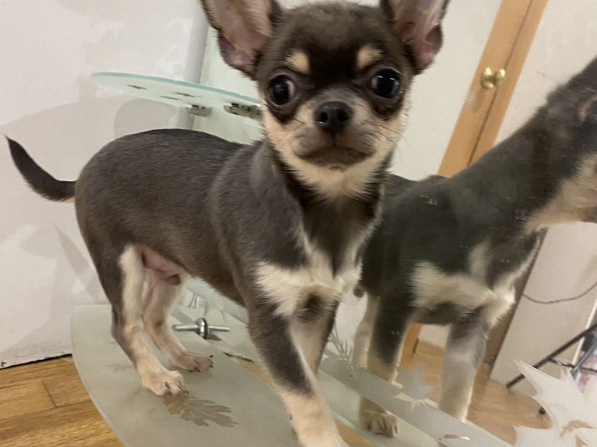 Щенки чихуахуа