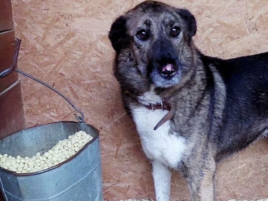 Непримечательная Даша