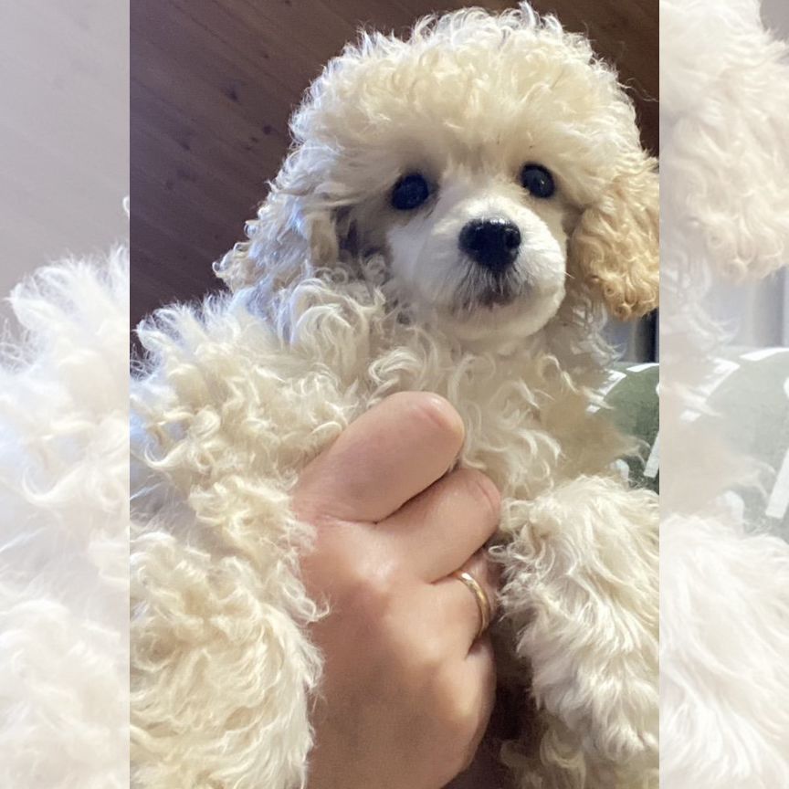 Карликовый пудель, щенок