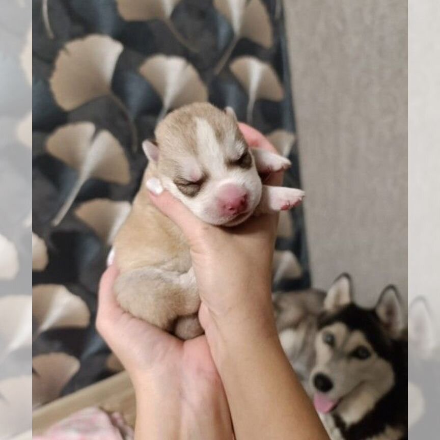 Девочка щенок Хаски