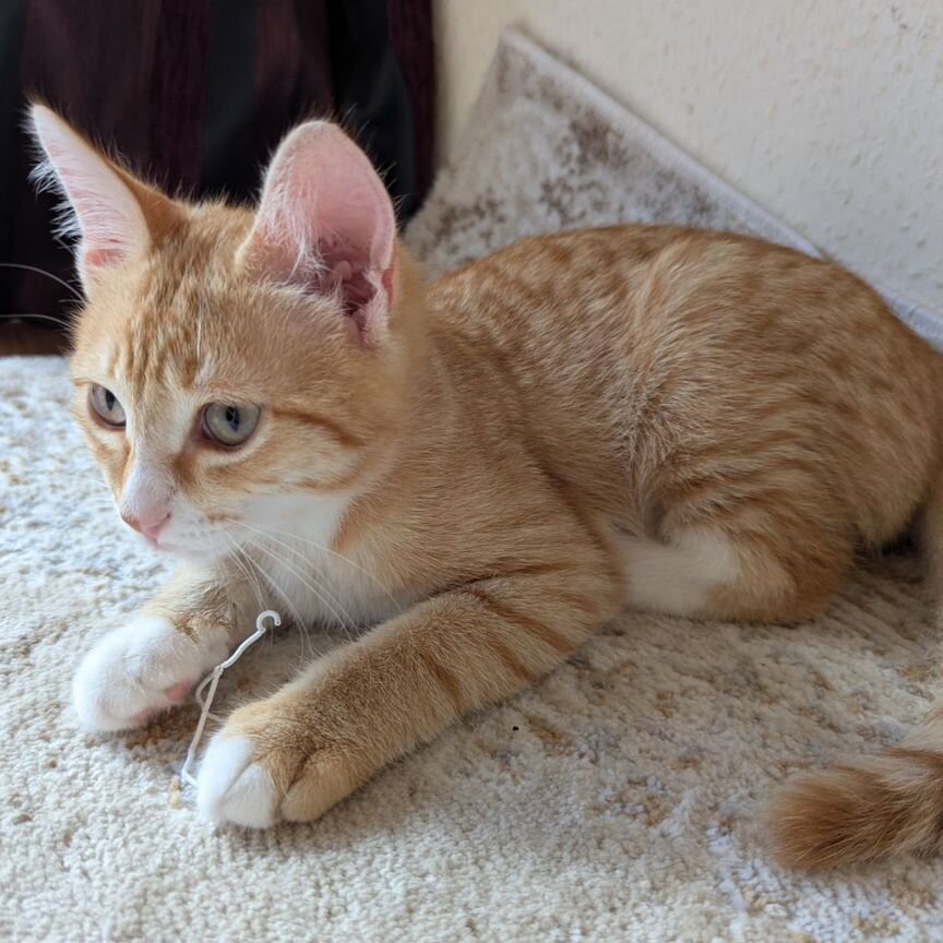 Котенок в добрые руки