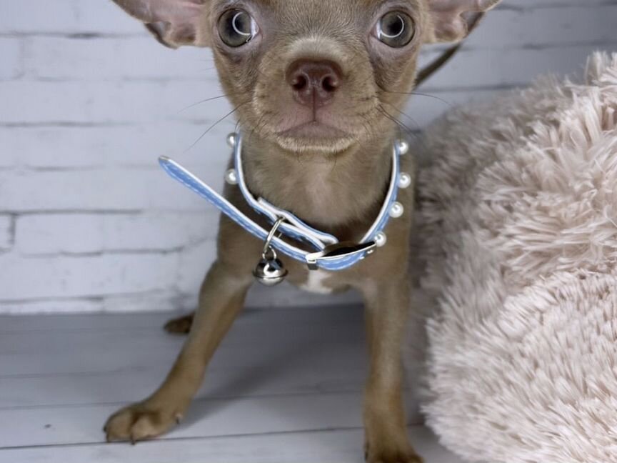 Luxury mini мальчик