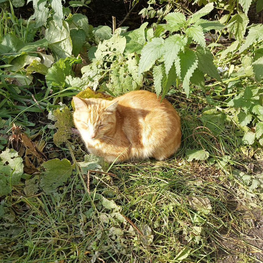 Кошка бесплатно