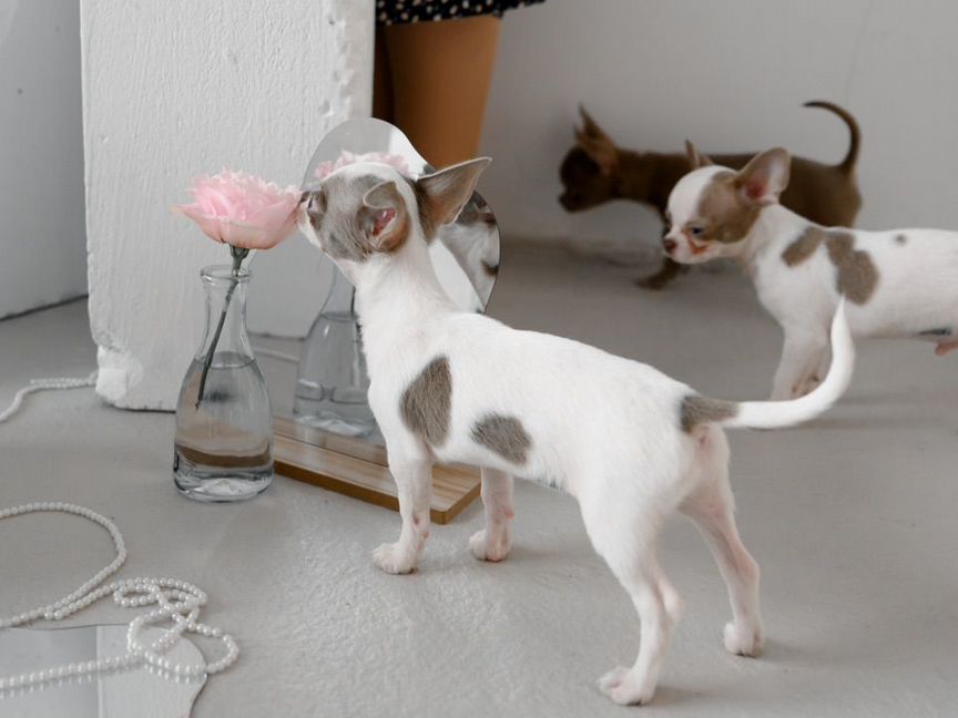 Щенки чихуахуа