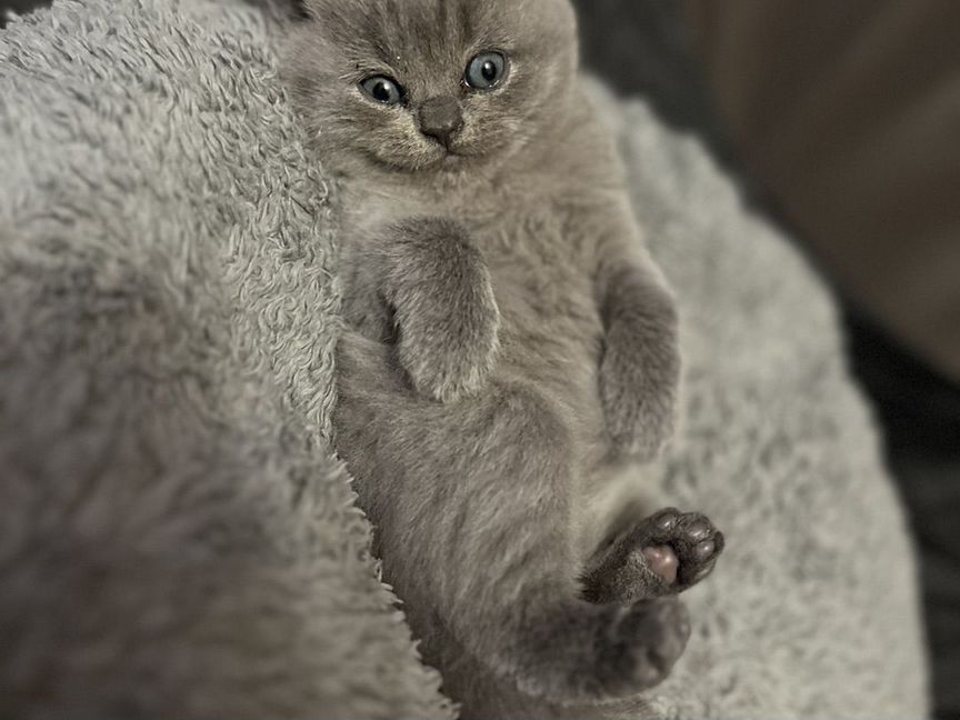 Британские котята