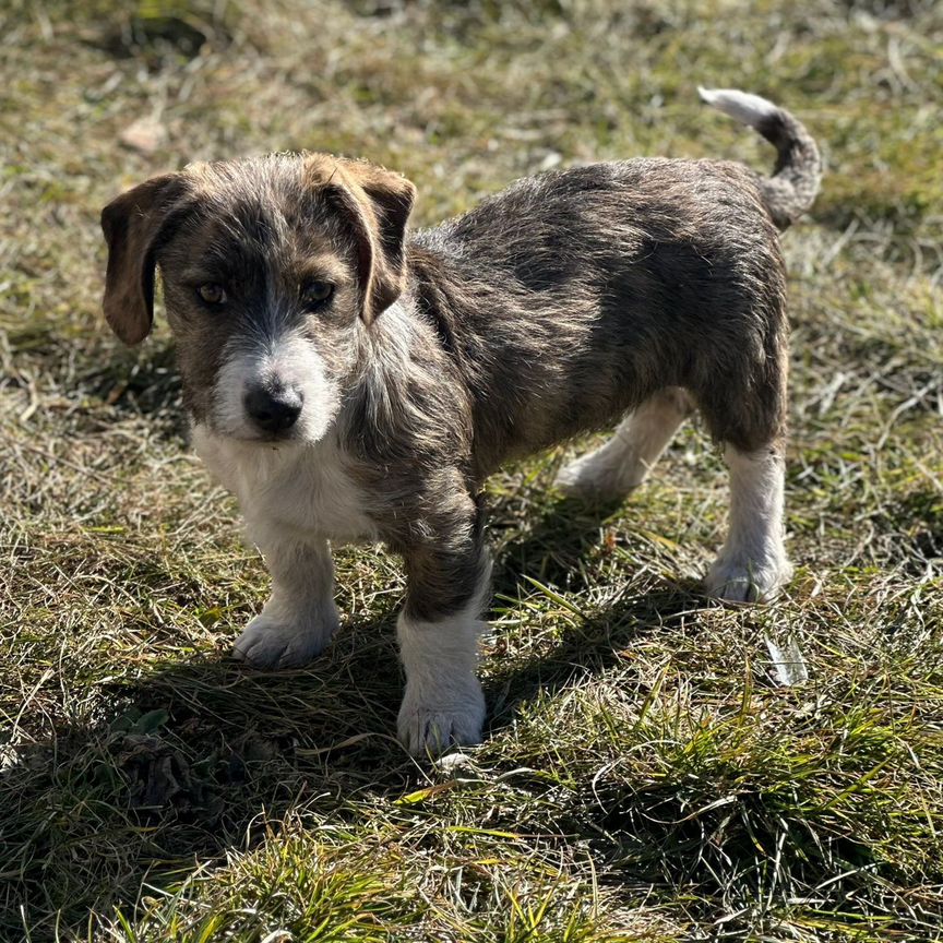 Я Мэгги - красоточка