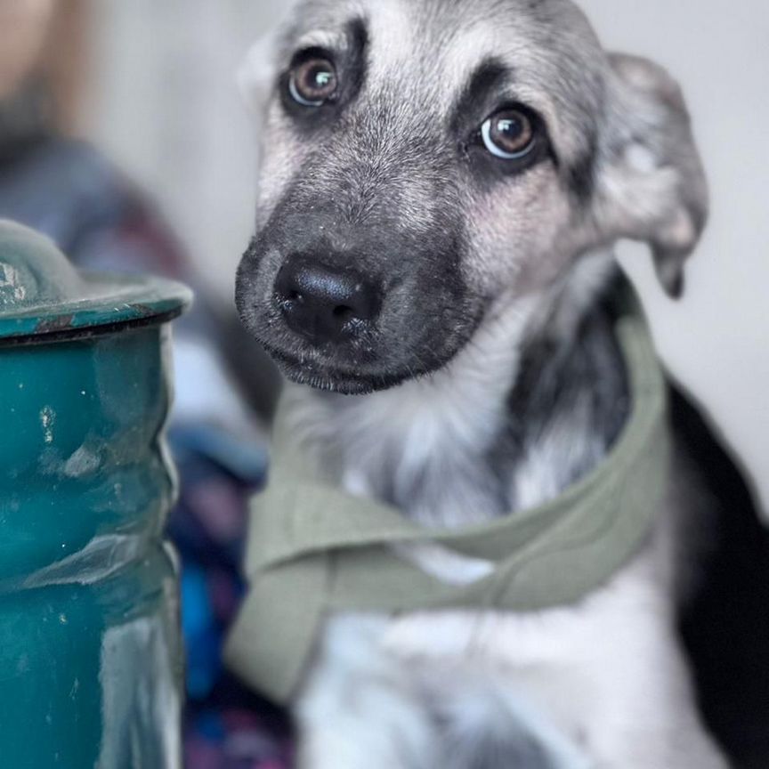 Приютский малыш мечтает о доме