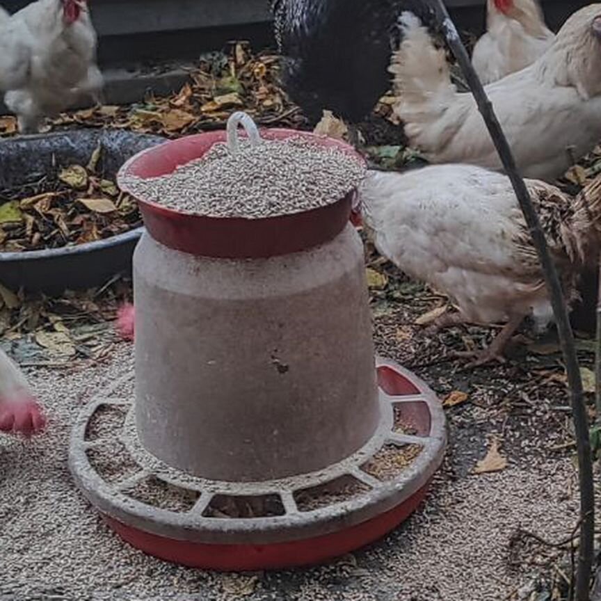 Куры несушки продам