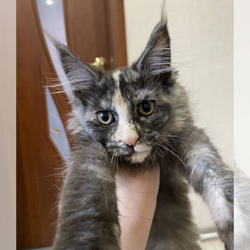 Мейн-кун котёнок