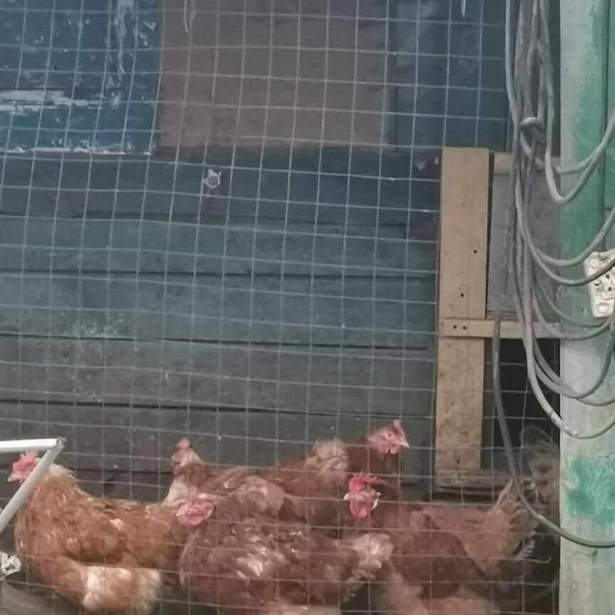 Курочки несушки