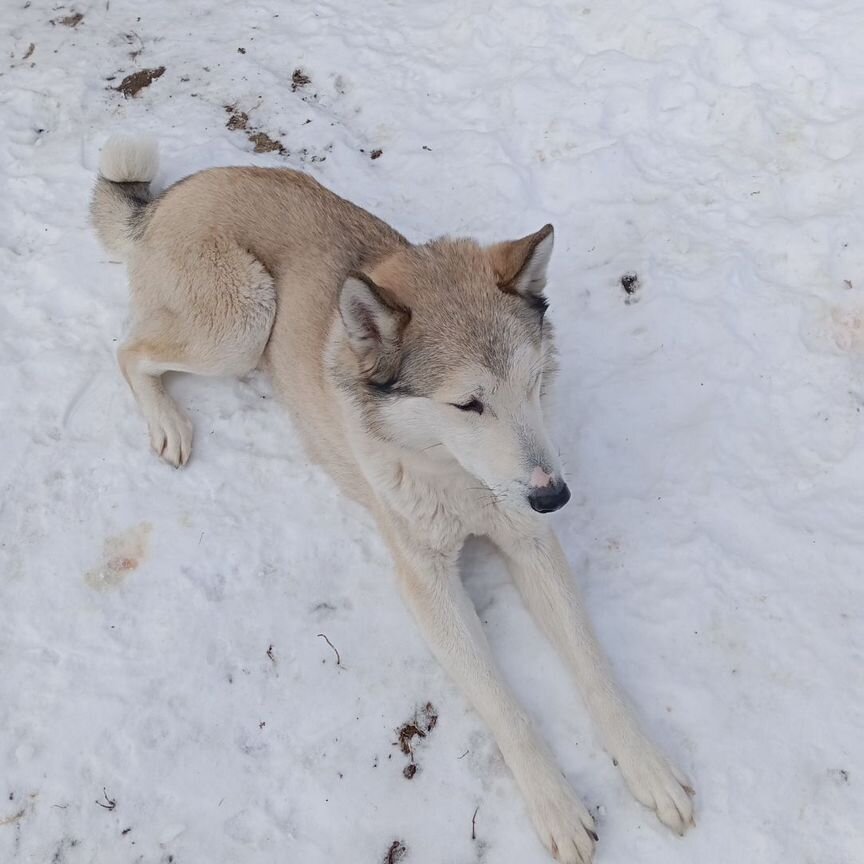 Пристраивается отличный пес