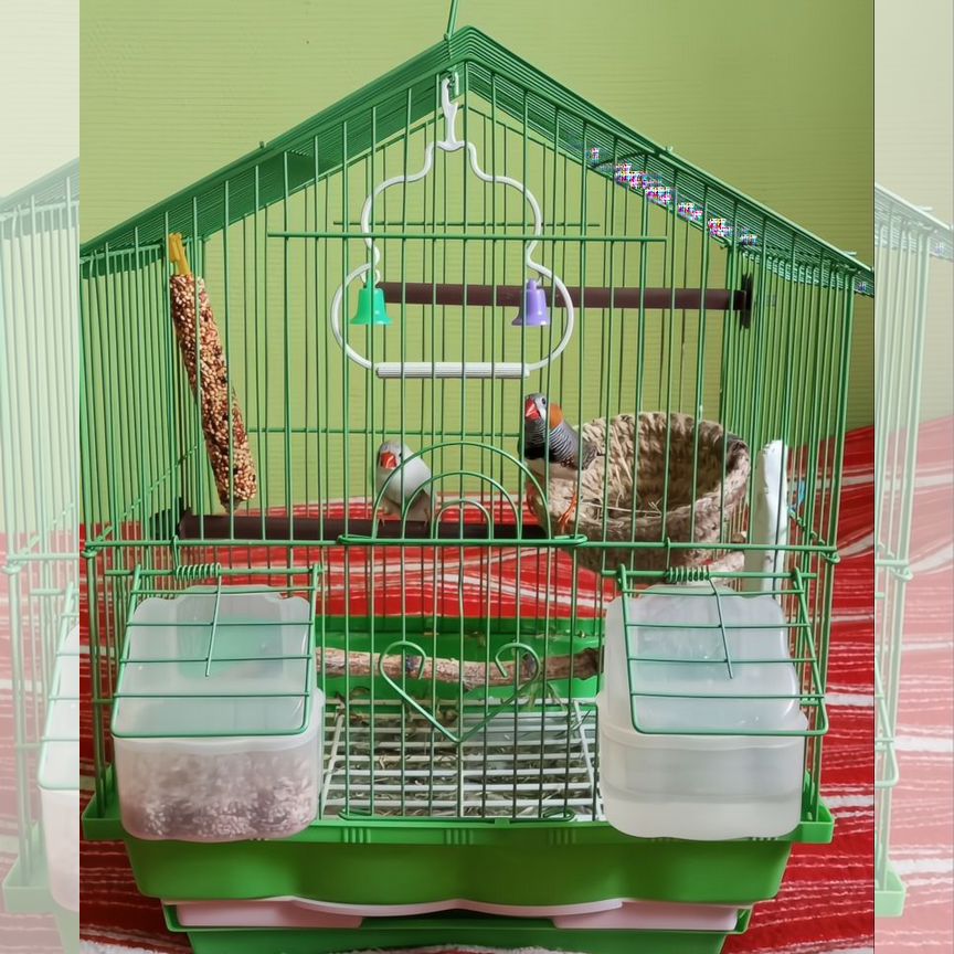 Зебровые амадины с клеткой