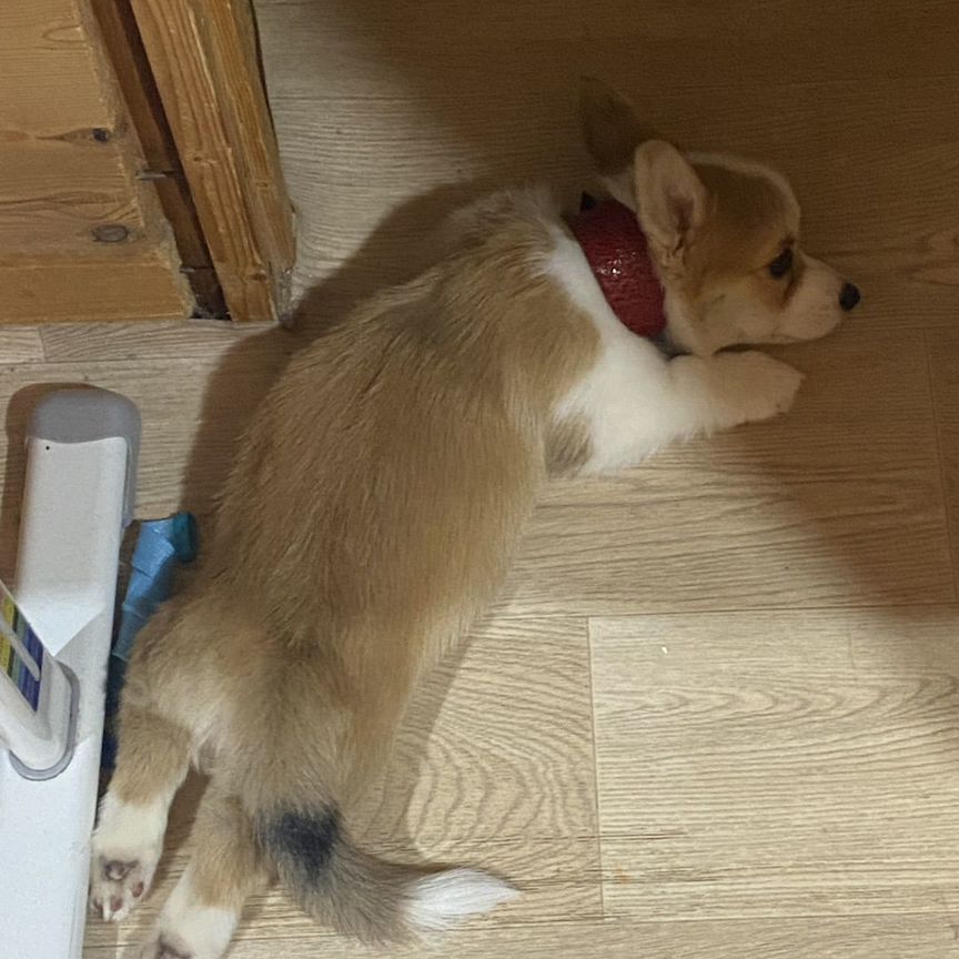 Корги-пемброк