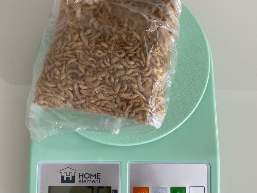 Гаммарус крупный