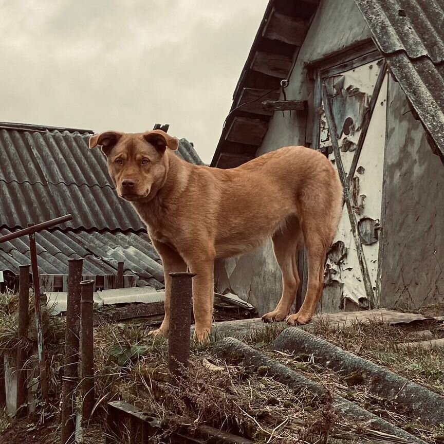 Щеноки в добрые руки