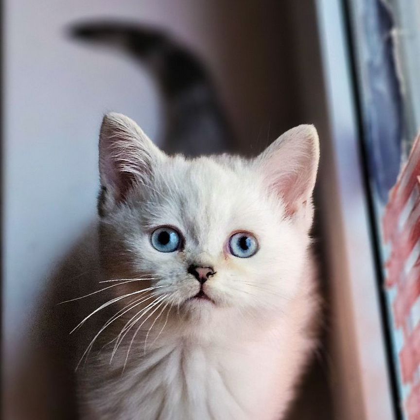 Шотландская клубная малышка