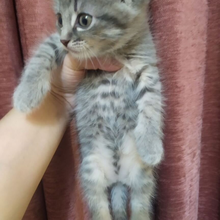 Котята бурмилла