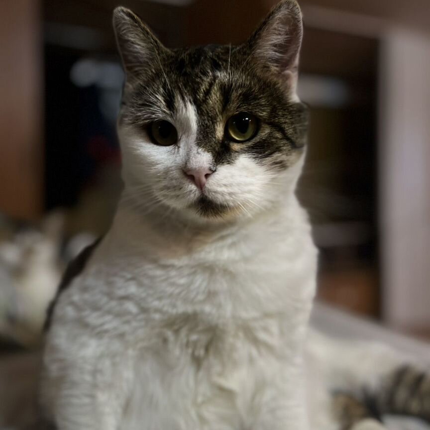 Пончик ищет дом