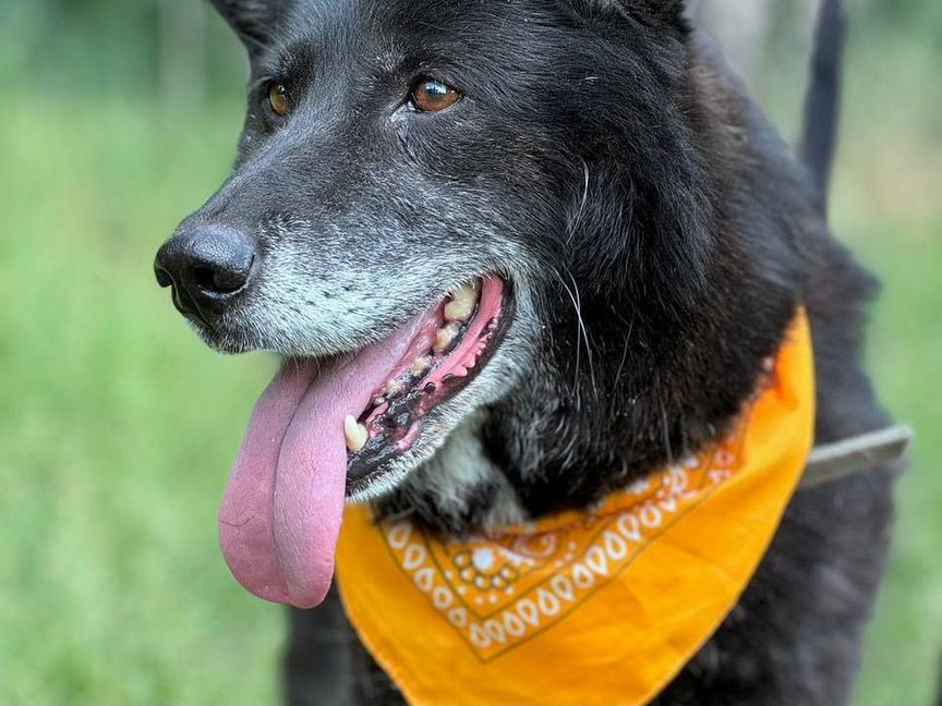 Собака Наоми из приюта Некрасовка