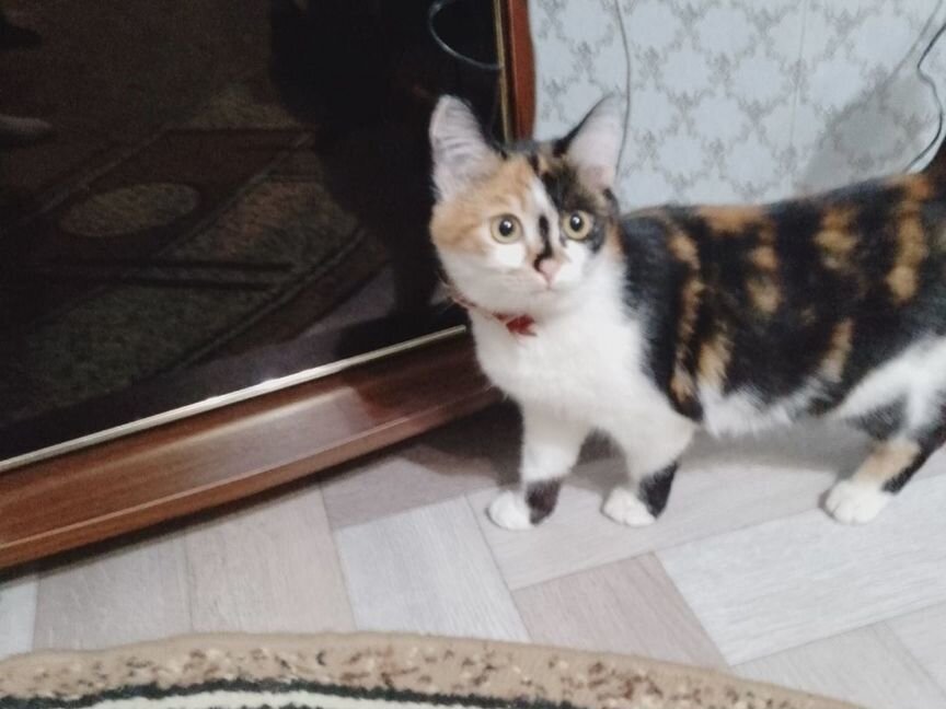 Кошечка в добрые руки