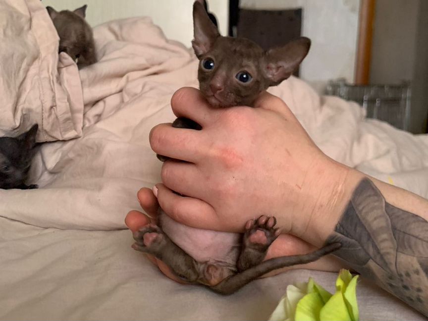 Котята corniche рекса