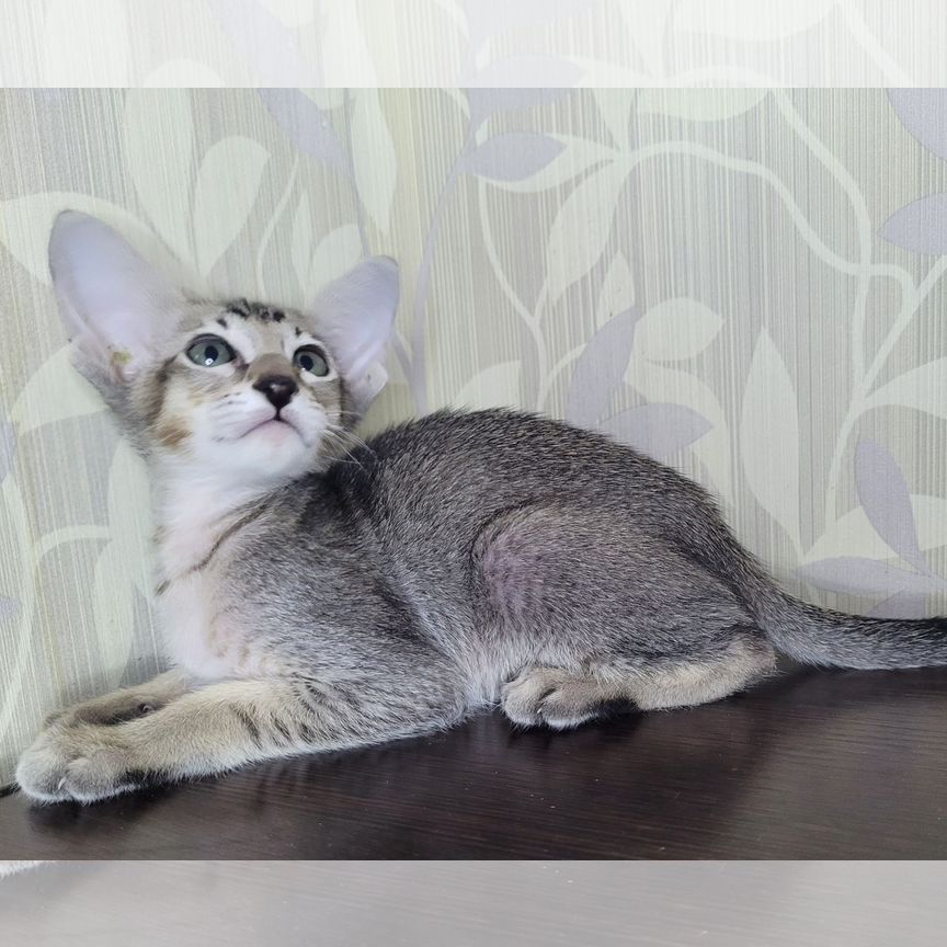 Ориентальный котенок с родословной