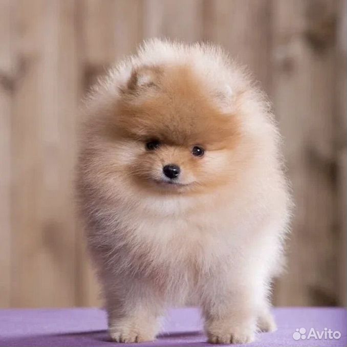 Шпиц и йоркширский терьер обмен