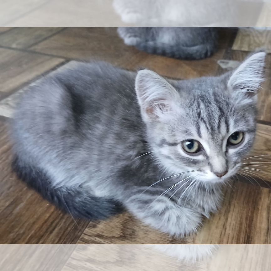 Котёнок в добрые руки