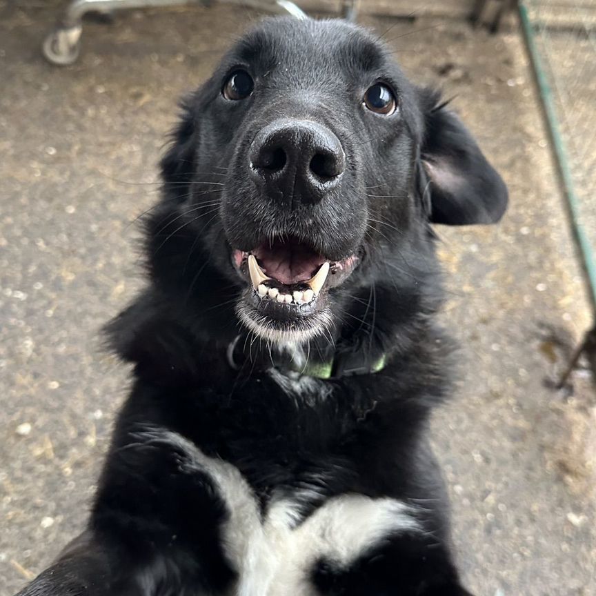 Взрослая собака в добрые руки