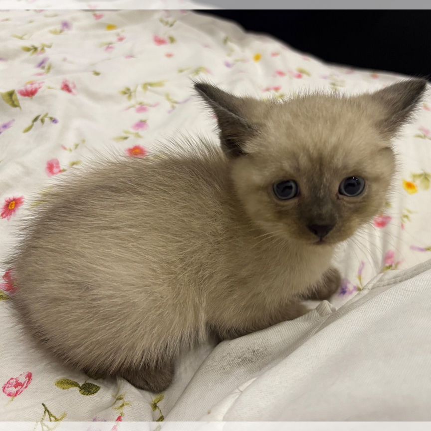 Сиамский котёнок