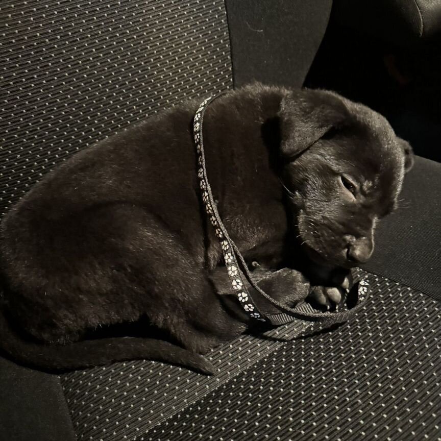 Собачка в добрые руки