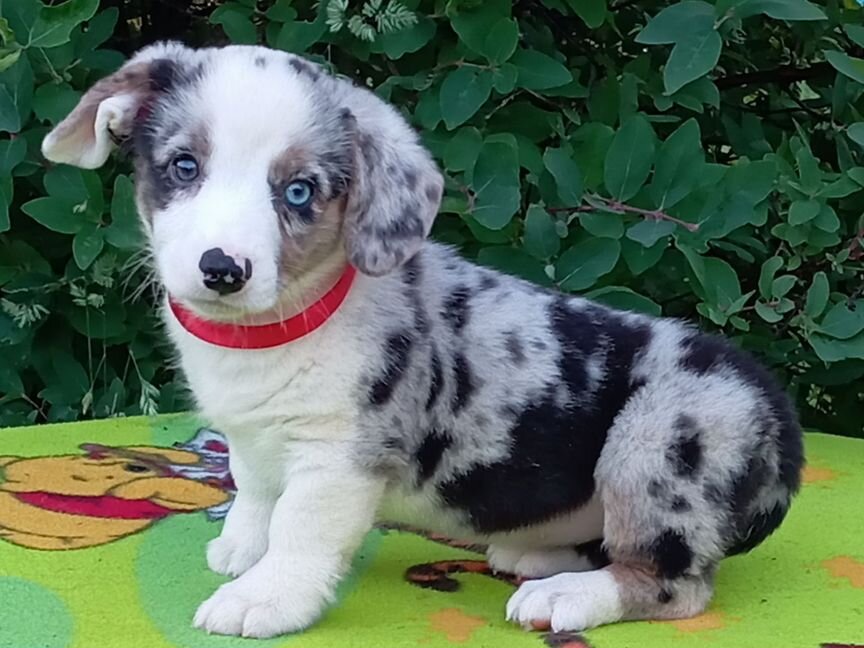 Разноглазая красотка