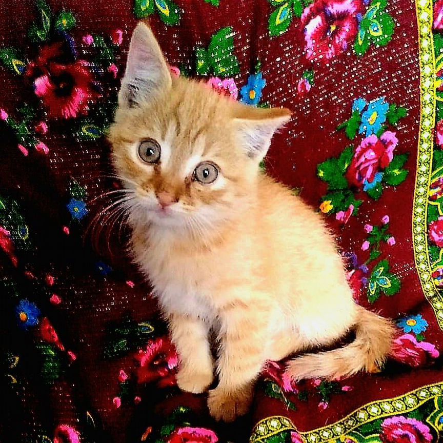 Котята