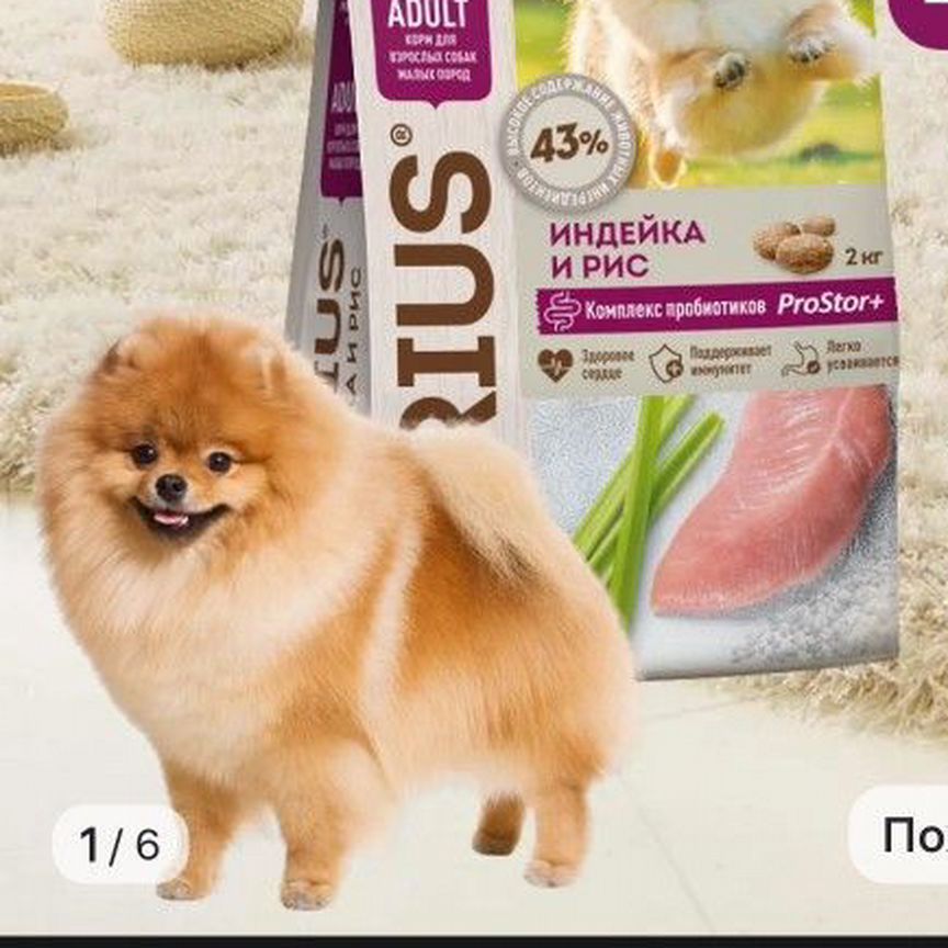 Корм для собак