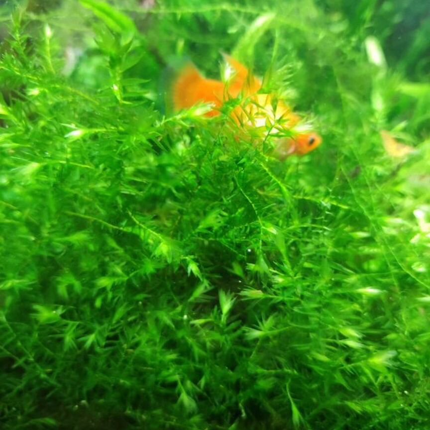 Аквариумные растения