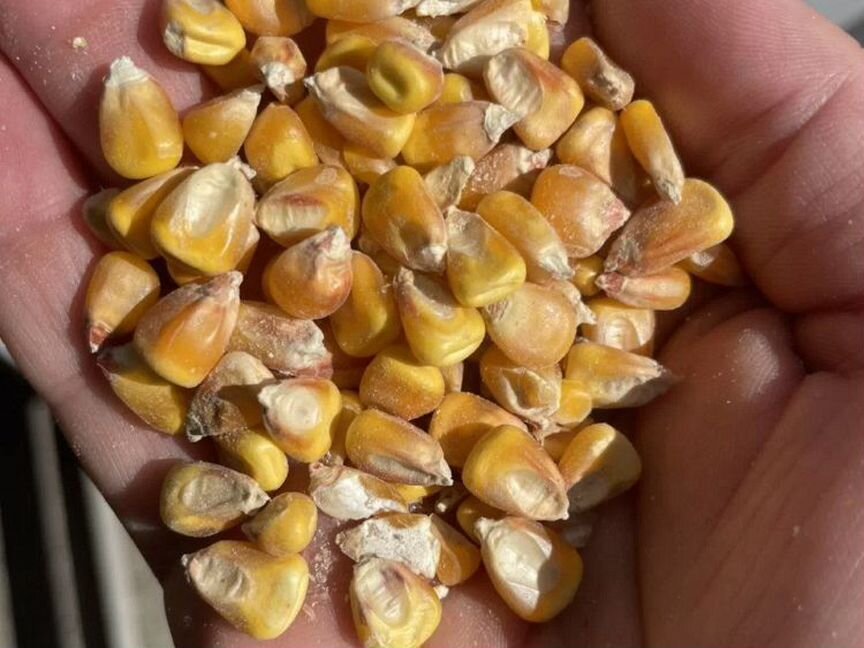 Семечко, Ячмень яровой на корм/посев