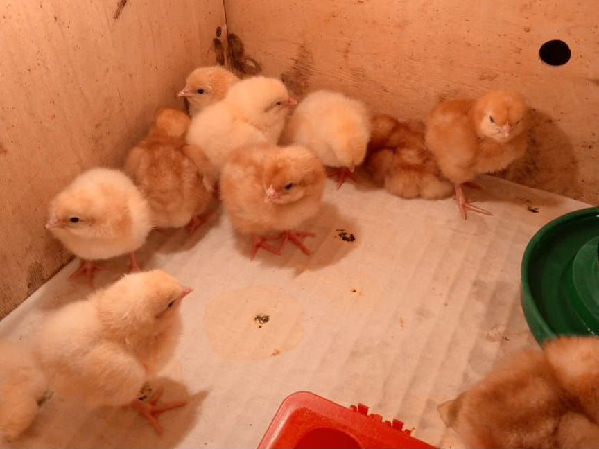 Цыпленок несушки