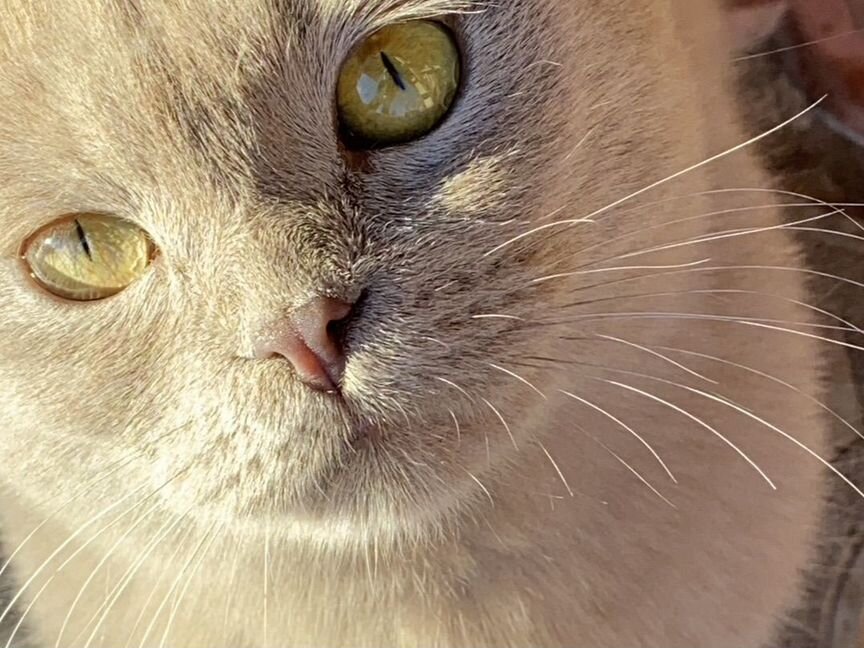 Британский кот