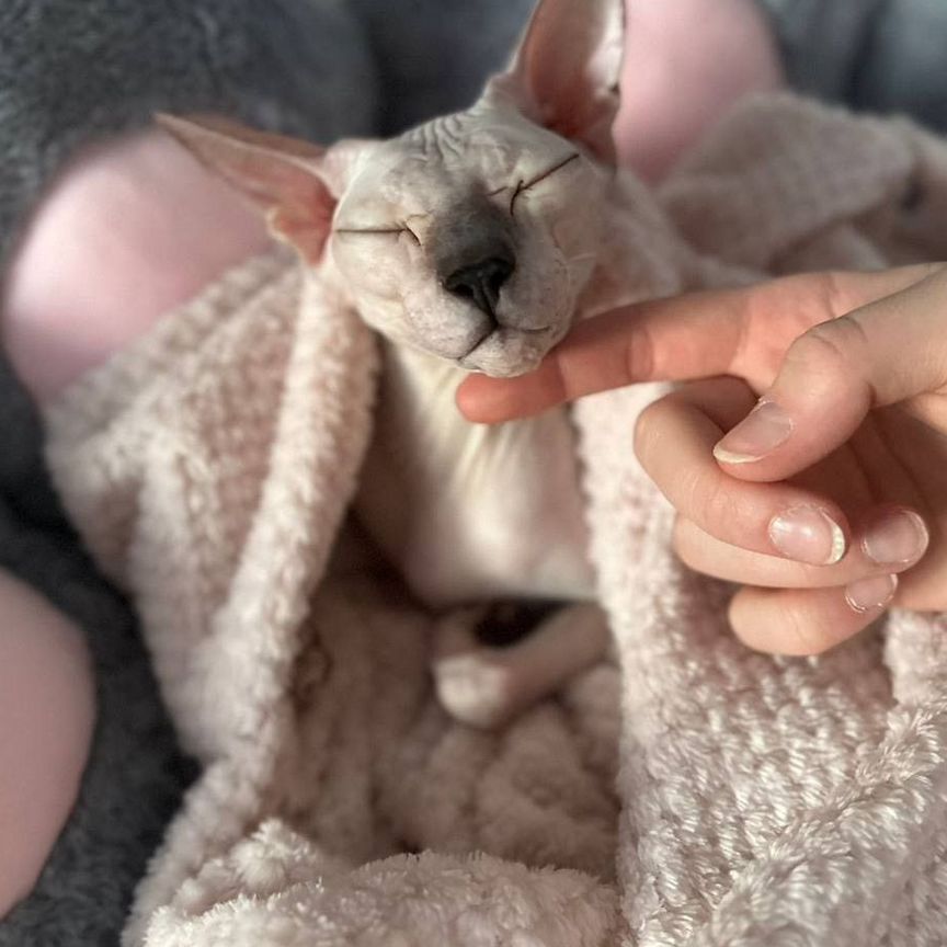 Канадский сфинкс, взрослая кошка