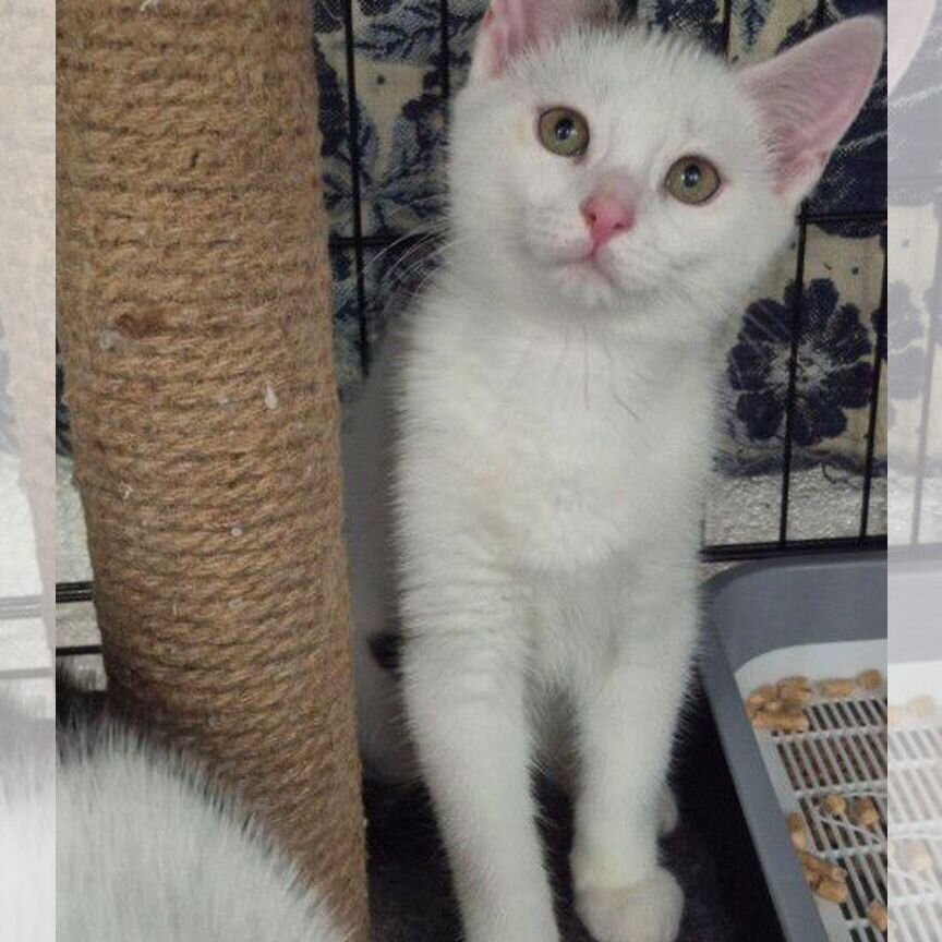 Котёнок в добрые руки