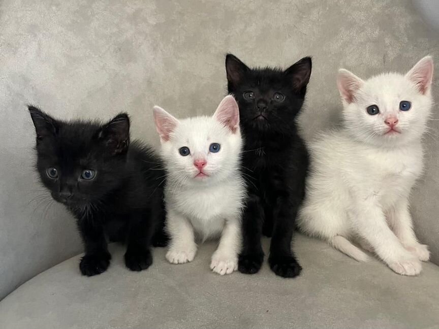 Белые, черные котята в добрые руки 1 месяц