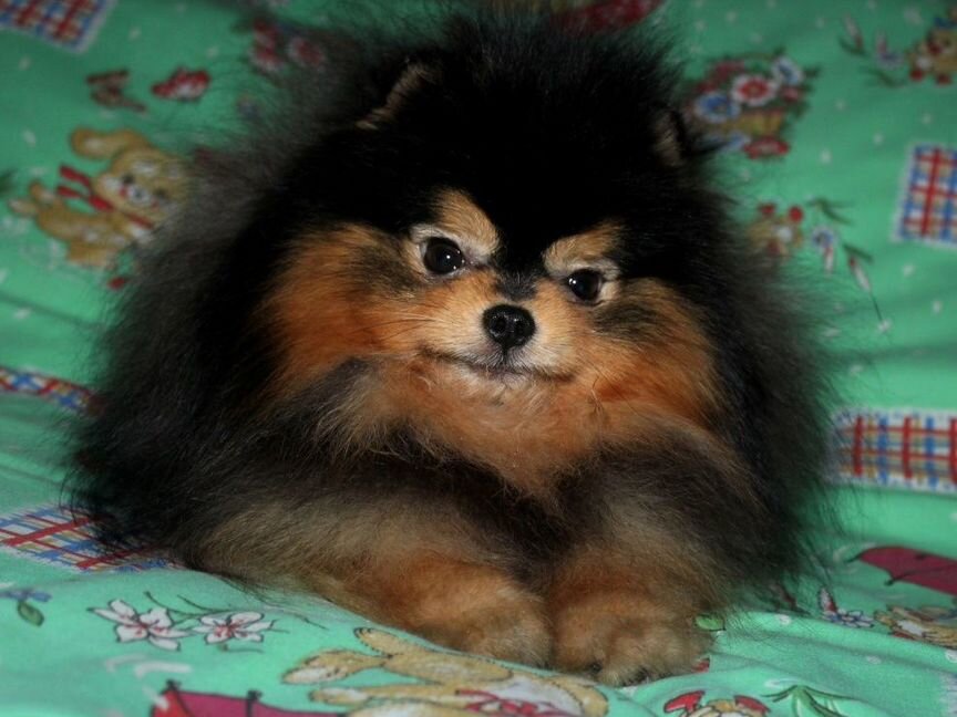 Замечательный мальчишка