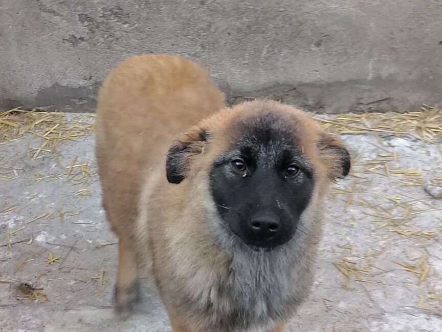 Щенки-подростки, 6 месяцев, метисы