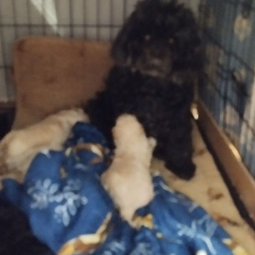 Пудель, щенок