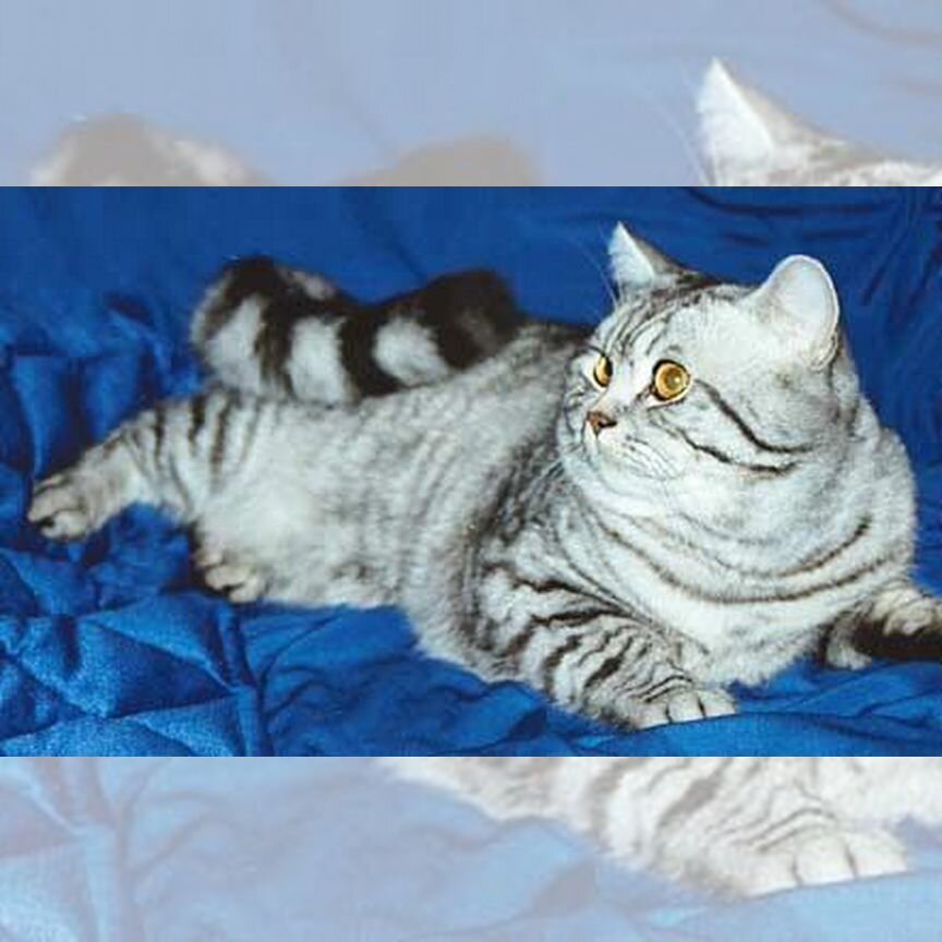 Кошка осталась без хозяйки