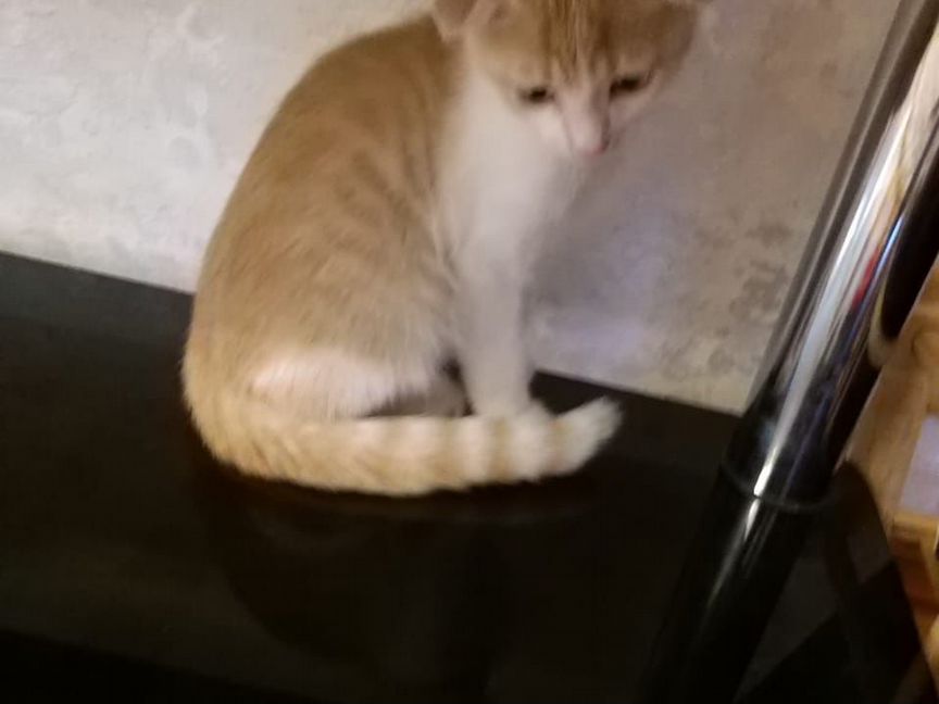 Вислоухий кот, 2 месяца, ласковый, приучен к лотку